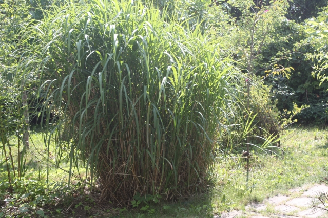 Злаковые растения Мискантус китайский Гигантский (Miscanthus sinensis ...