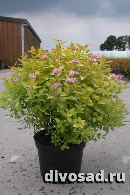 Спирея Спирея японская Голден Принцесс (Spiraea japonica Golden ...